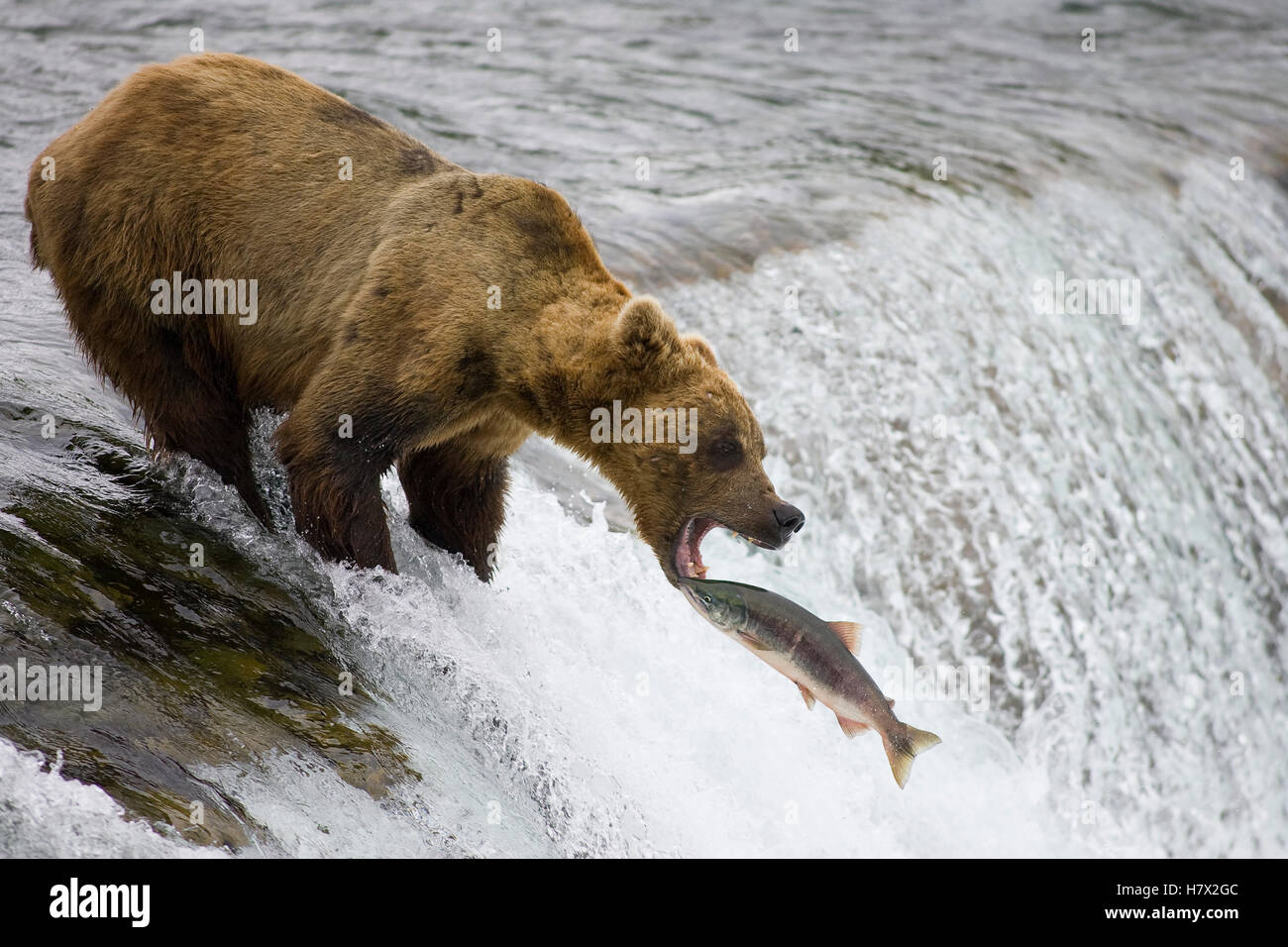 Grizzly Bear (Ursus arctos horribilis) attempting to catch leaping ...