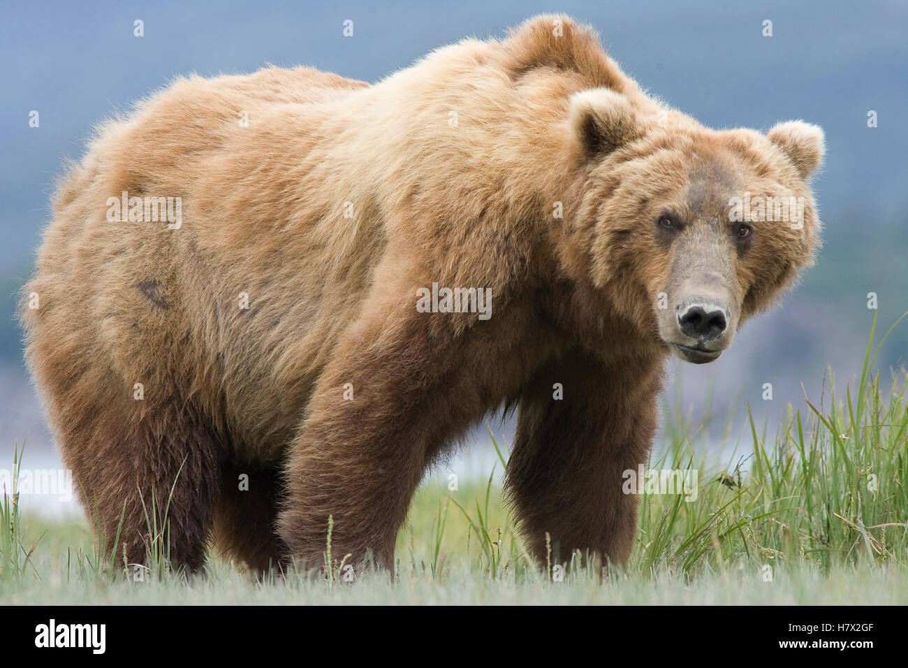 Grizzly Bear (Ursus arctos horribilis) male, Katmai National Park, Alaska Stock Photo - Alamy