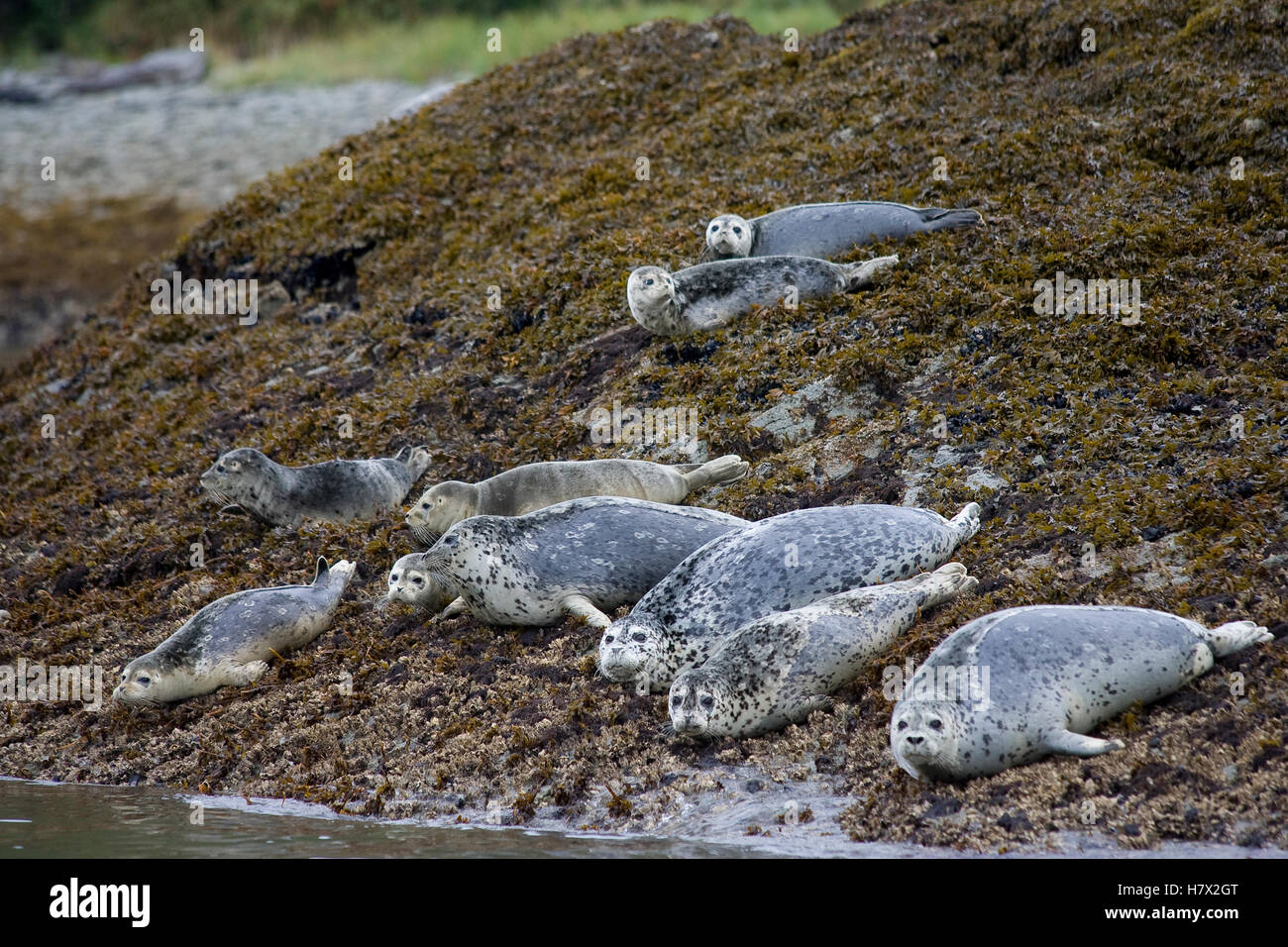 Harbor Seal (Phoca vitulina) group hauled out on seaweed and barnacle ...