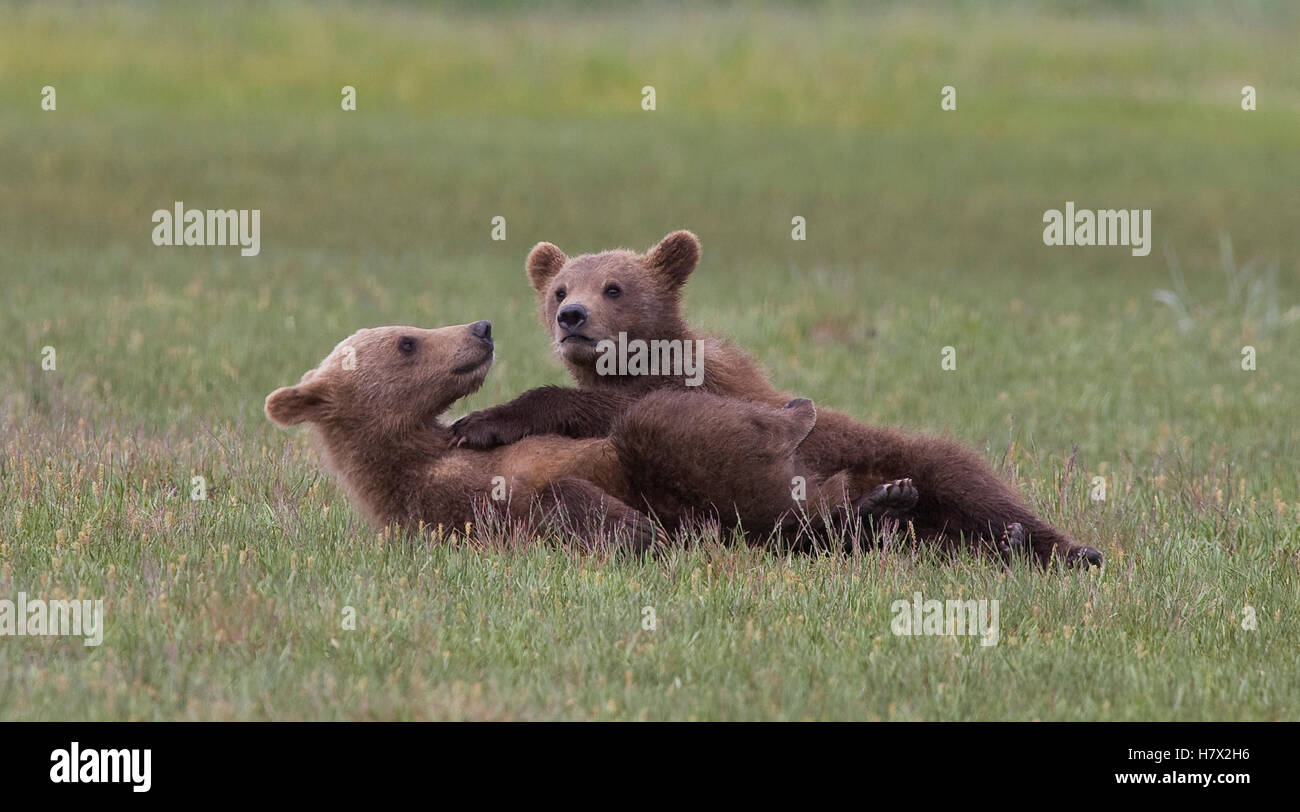 Grizzly Bear (Ursus arctos horribilis) yearling cubs playing, Katmai ...