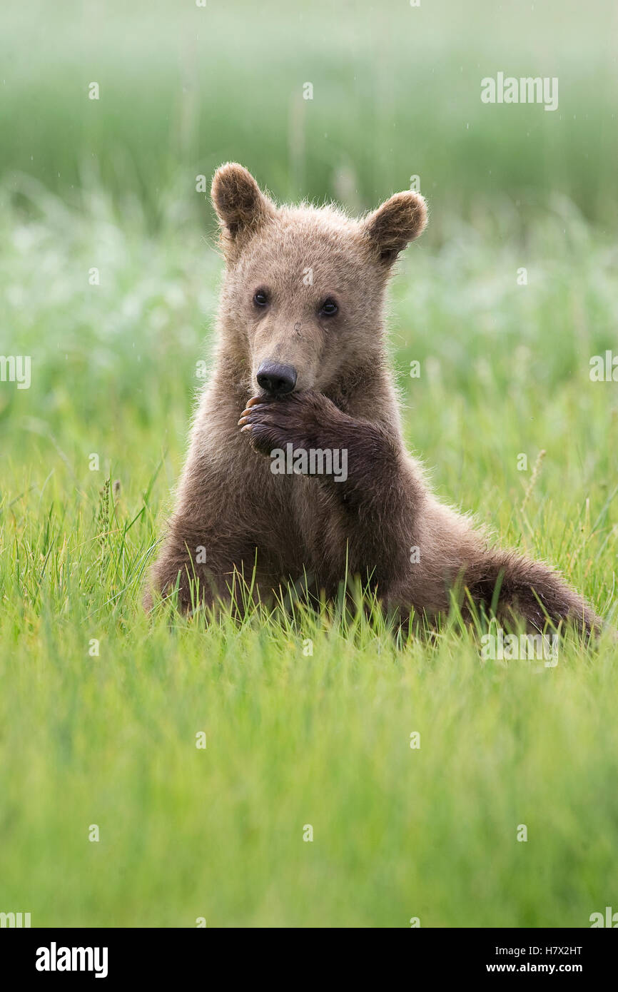 Grizzly Bear (Ursus arctos horribilis) yearling cub among sedges ...