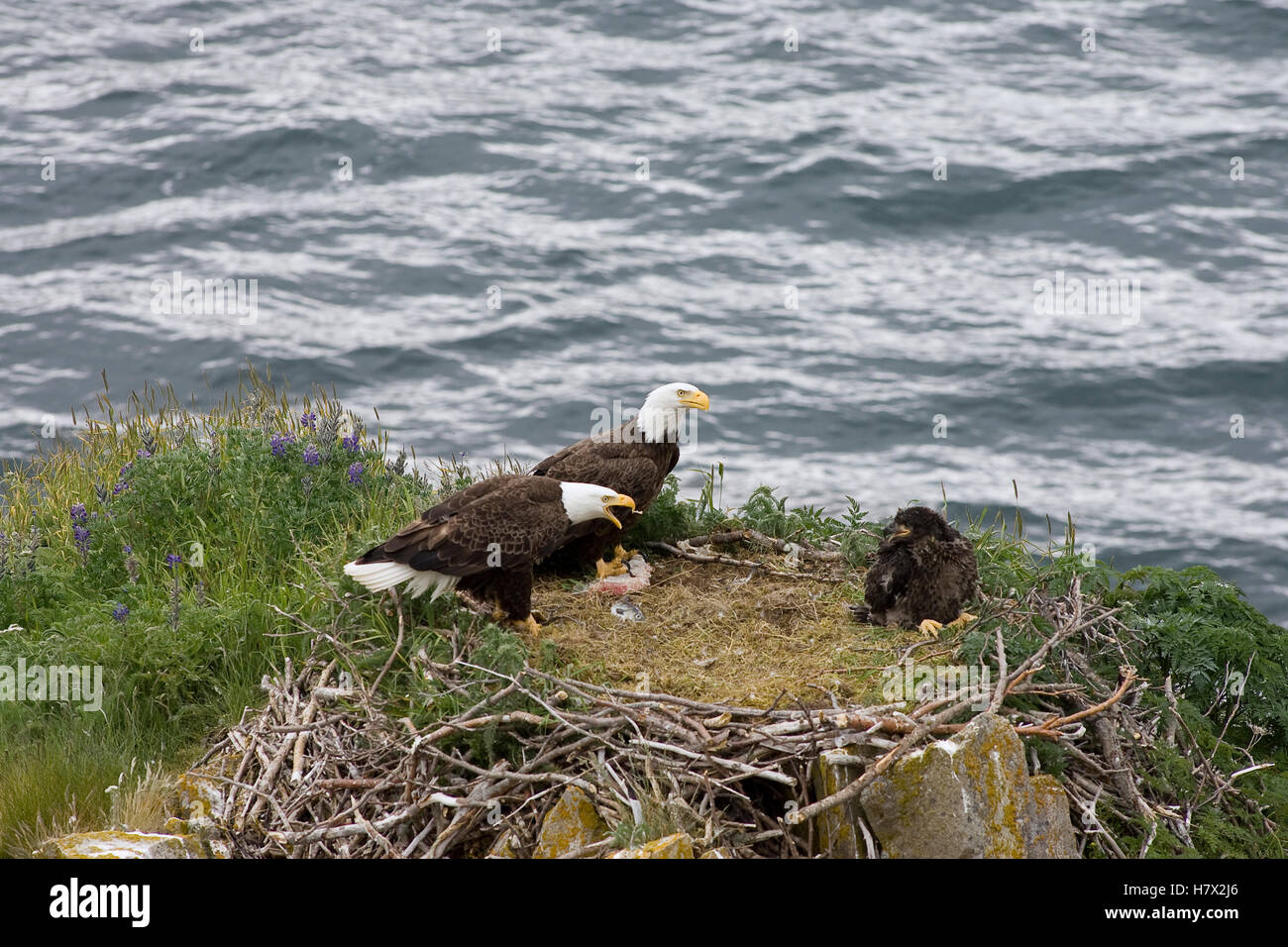 Bald Eagle (Haliaeetus leucocephalus) parents in nest with eaglet ...
