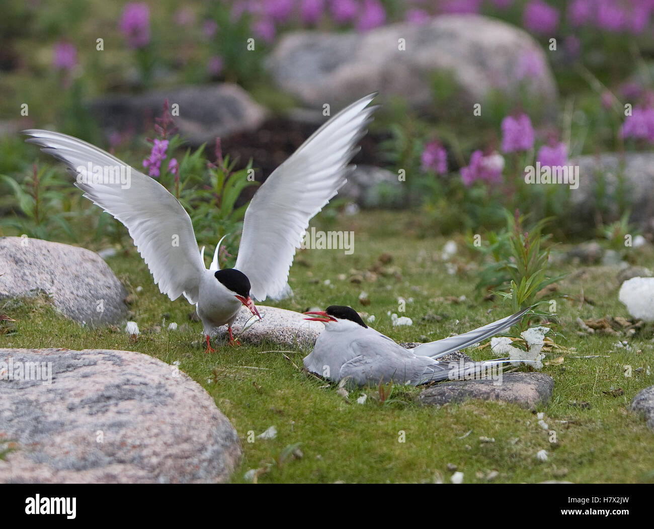 Arctic Tern (Sterna paradisaea) feeding fish to chick, Hudson Bay ...
