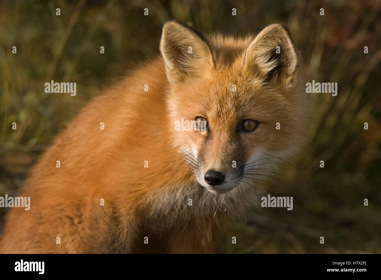 Red Fox (Vulpes vulpes), Denali National Park, Alaska Stock Photo - Alamy