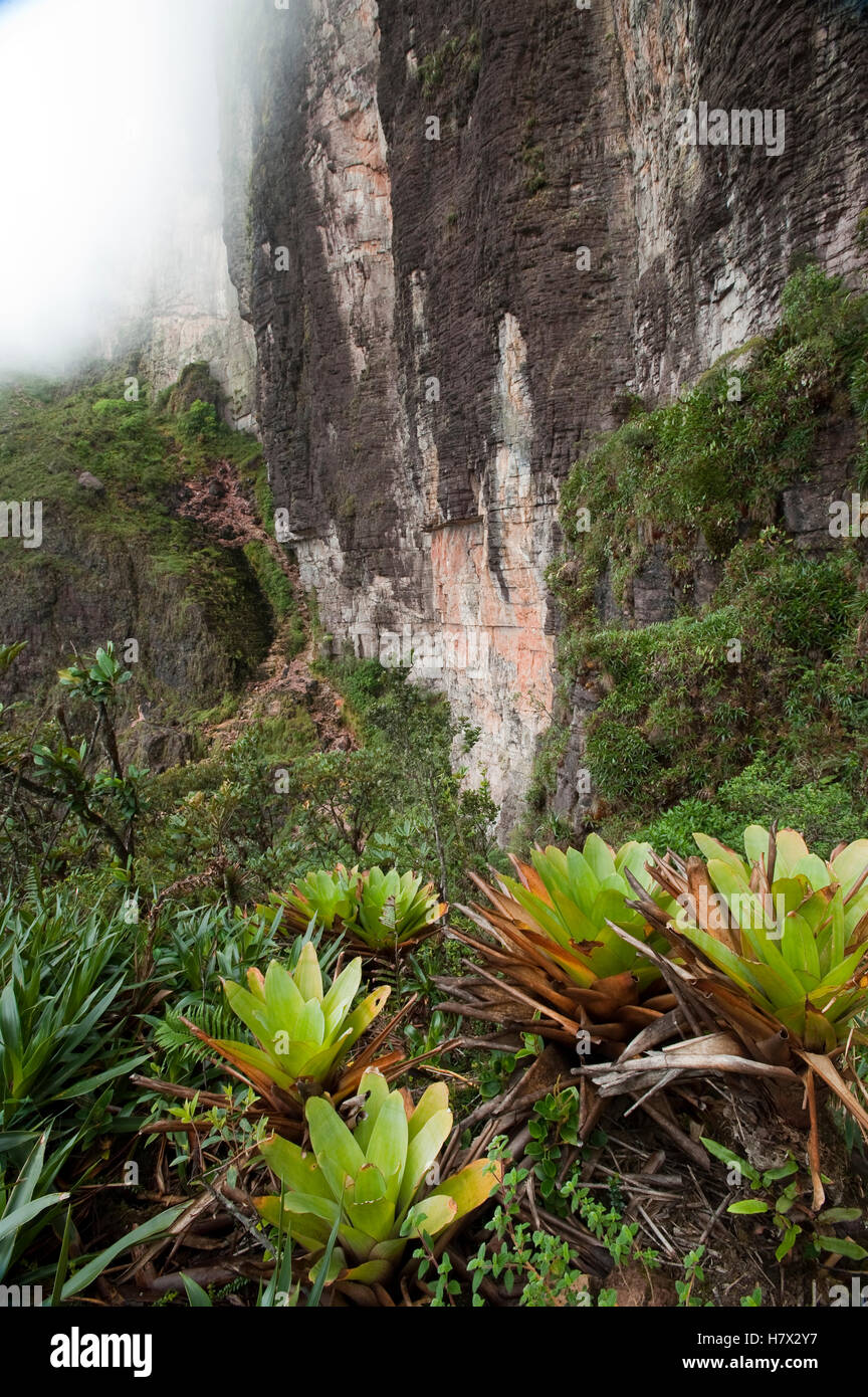 View of sheer rock cliff of Mount Roraima, Venezuela Stock Photo - Alamy