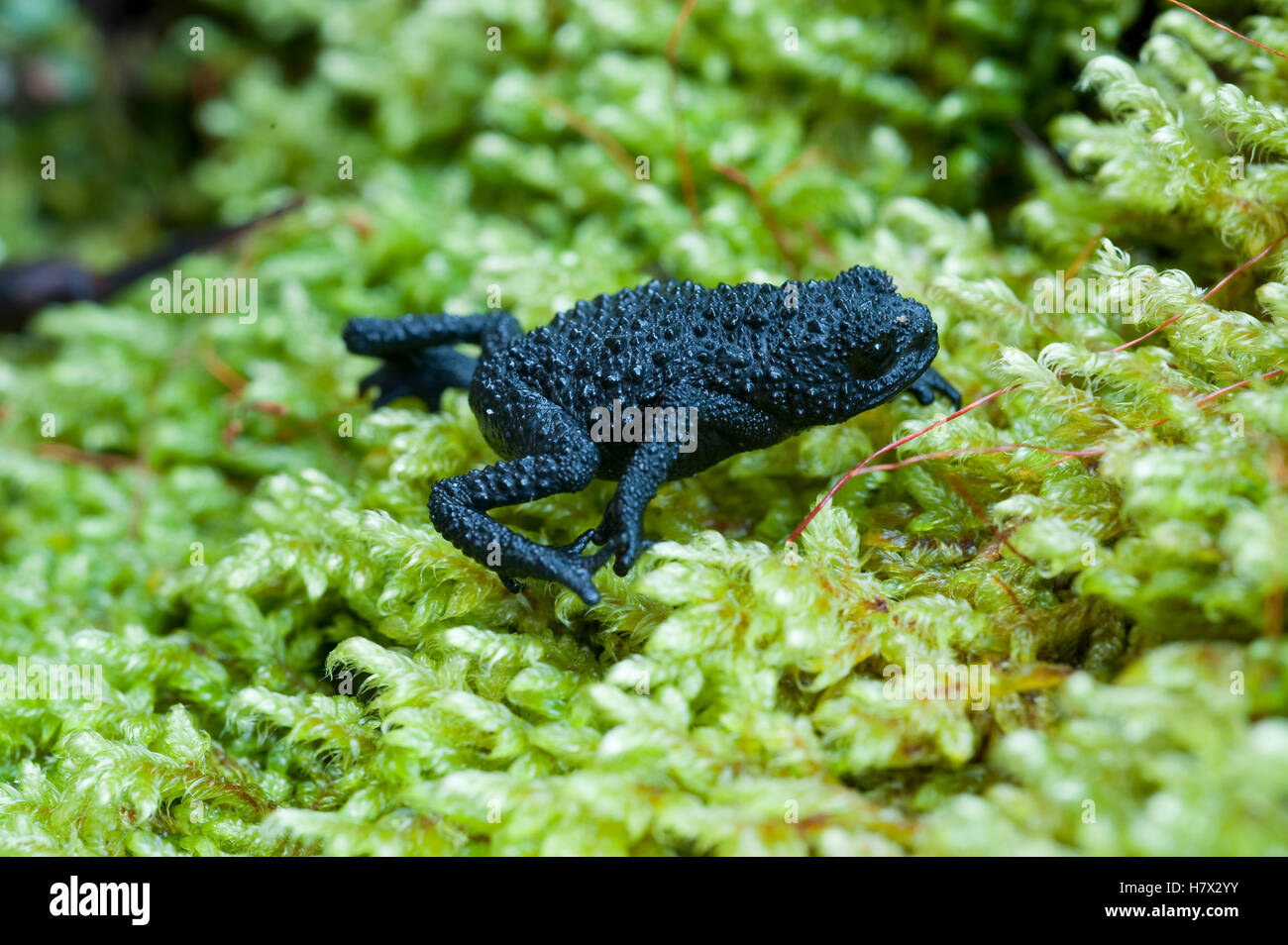 Roraima Bush Toad (Oreophrynella quelchii), Mount Roraima, Venezuela ...