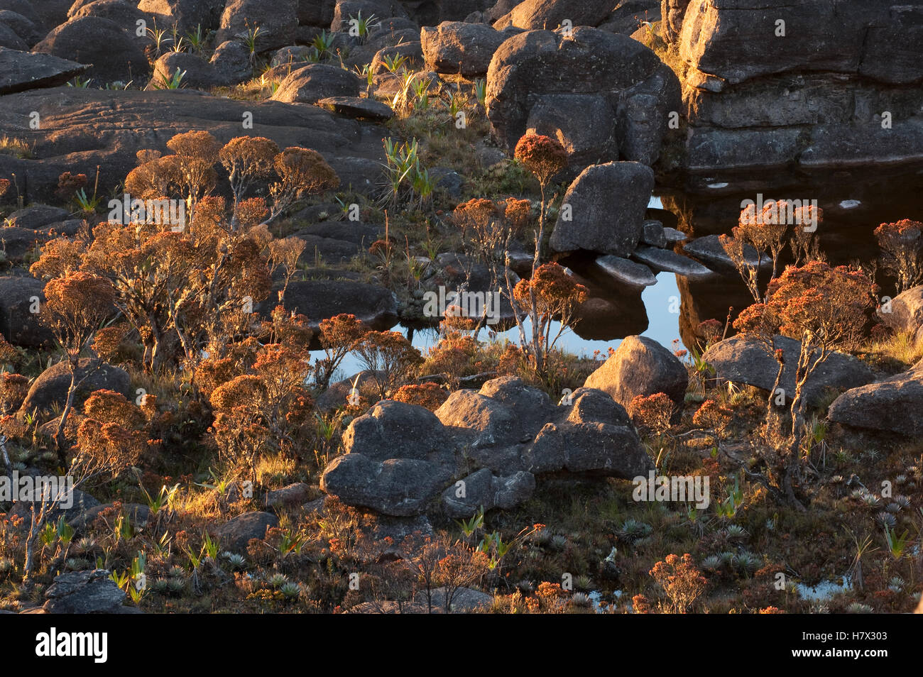 Rock formations, Mount Roraima, Venezuela Stock Photo - Alamy