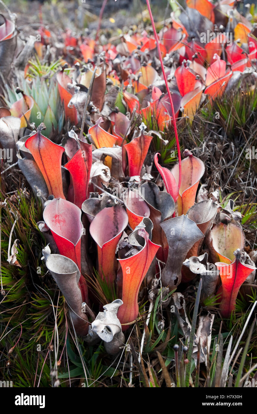 Marsh Pitcher Plant (Heliamphora nutans), Mount Roraima, Venezuela ...