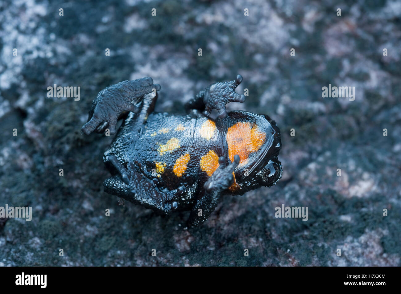 Roraima Bush Toad (Oreophrynella quelchii) playing dead, Mount Roraima ...