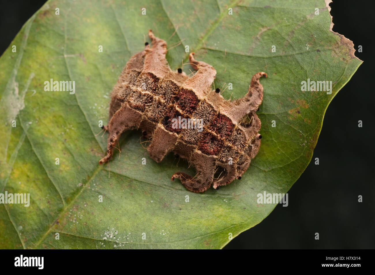 Cup Moth (Limacodidae) caterpillar, Venezuela Stock Photo - Alamy