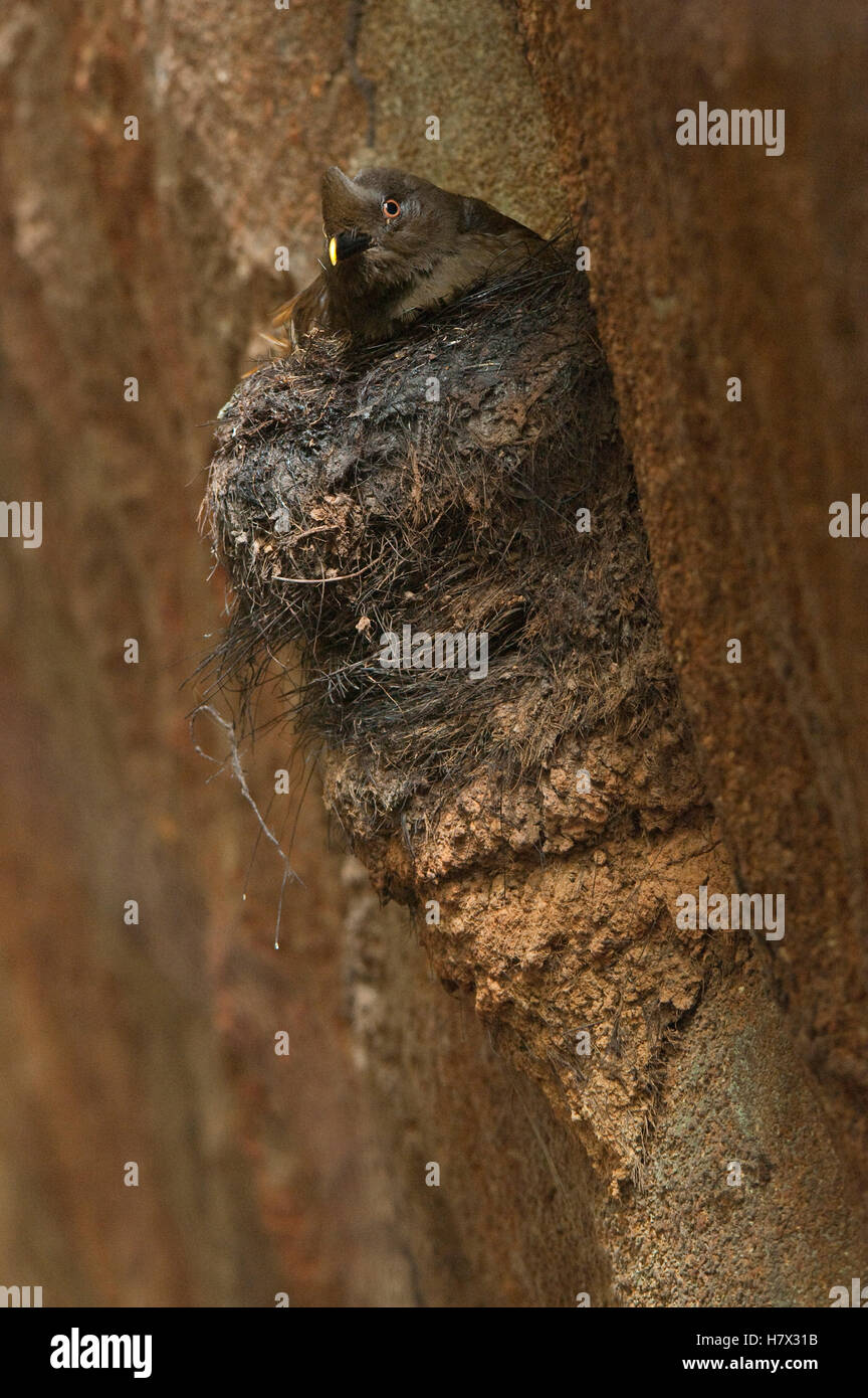 Guianan Cock-of-the-rock (Rupicola rupicola) female on nest, Las ...