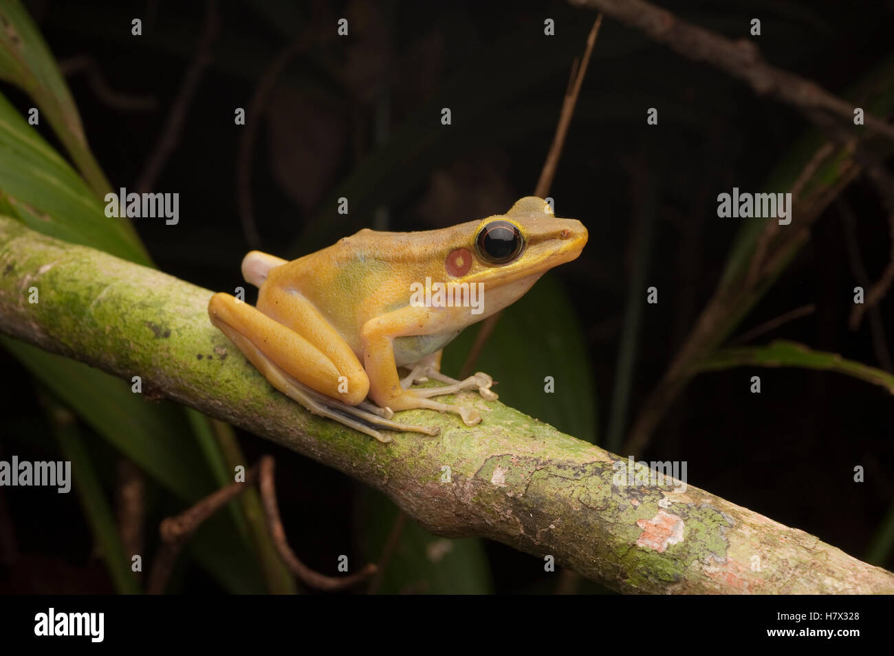 White-lipped Frog (Hylarana raniceps), Kubah National Park, Sarawak ...
