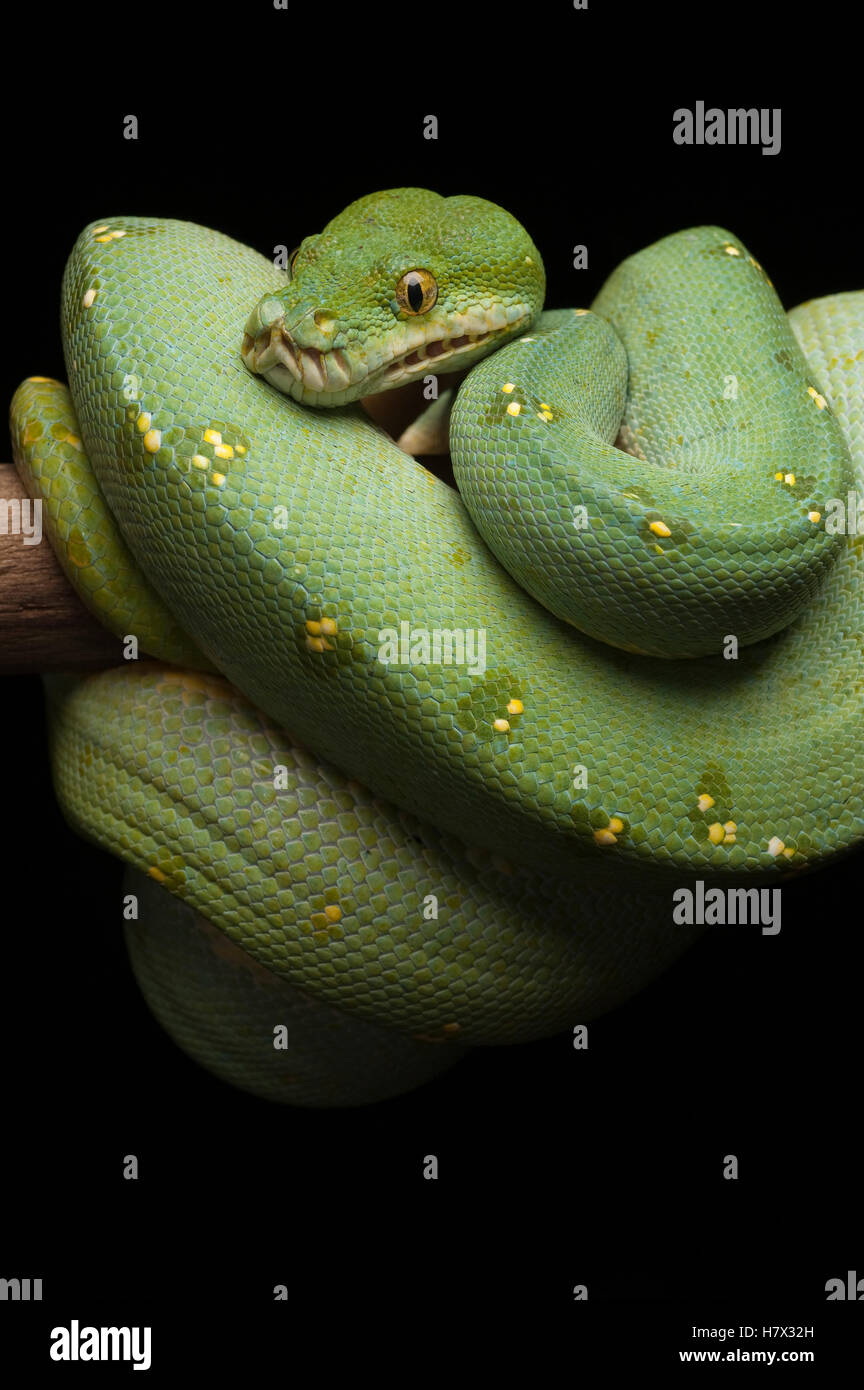 Green Tree Python (Morelia viridis), Jakarta, Indonesia Stock Photo - Alamy