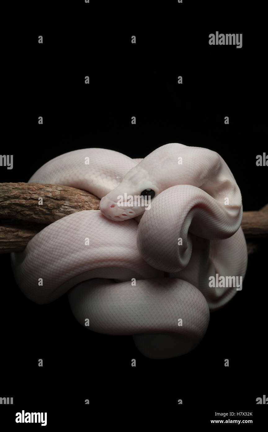 Reticulated Python (Python reticulatus), leucistic individual, Jakarta ...