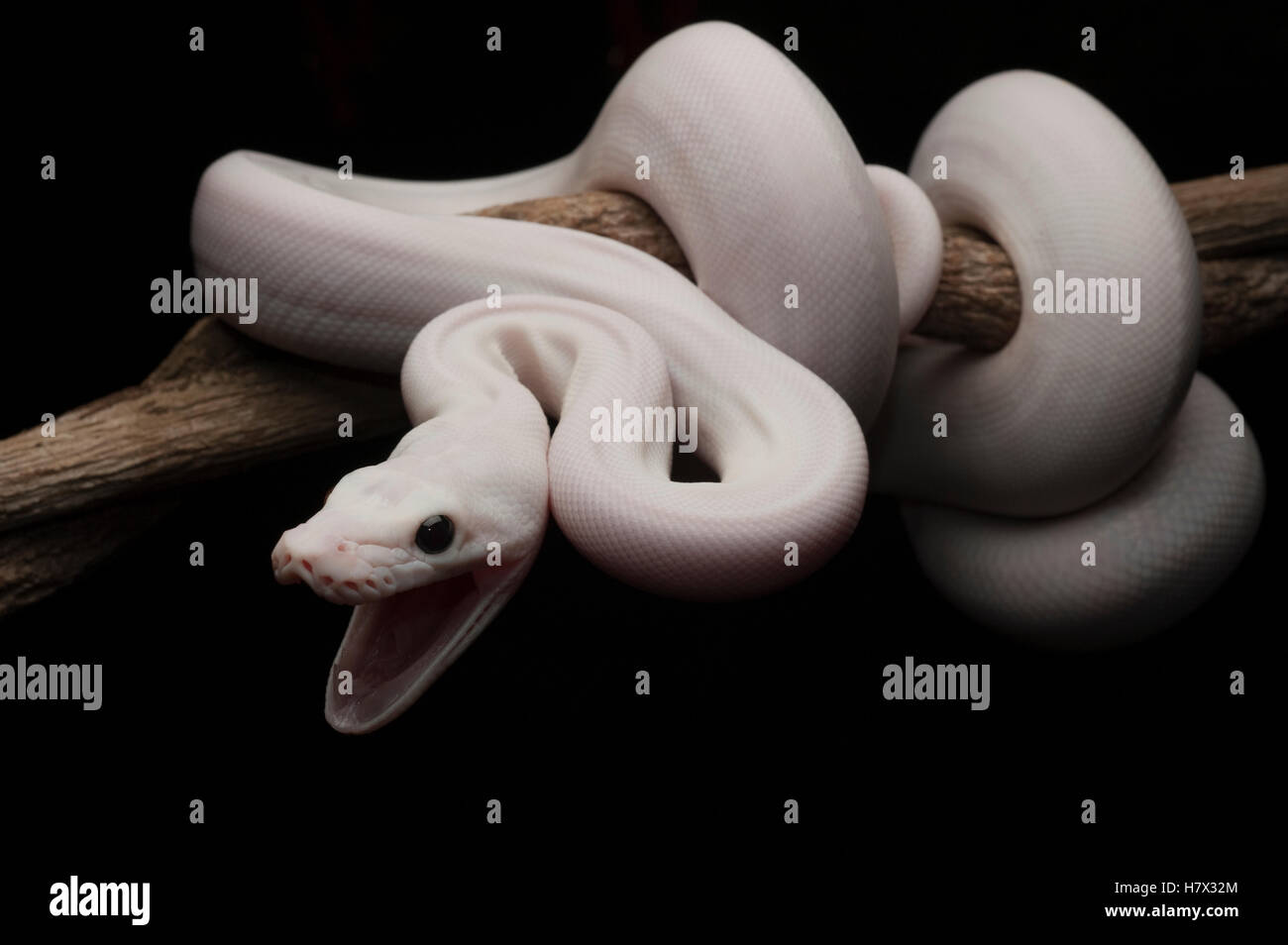 Reticulated Python (Python reticulatus), leucistic individual, in ...