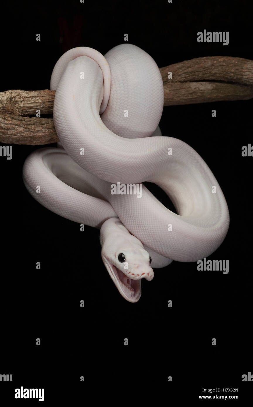 Reticulated Python (Python reticulatus), leucistic individual, in ...