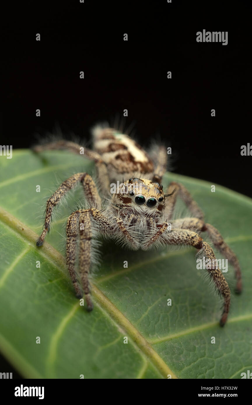 Jumping Spider (Hyllus sp), Indonesia Stock Photo - Alamy