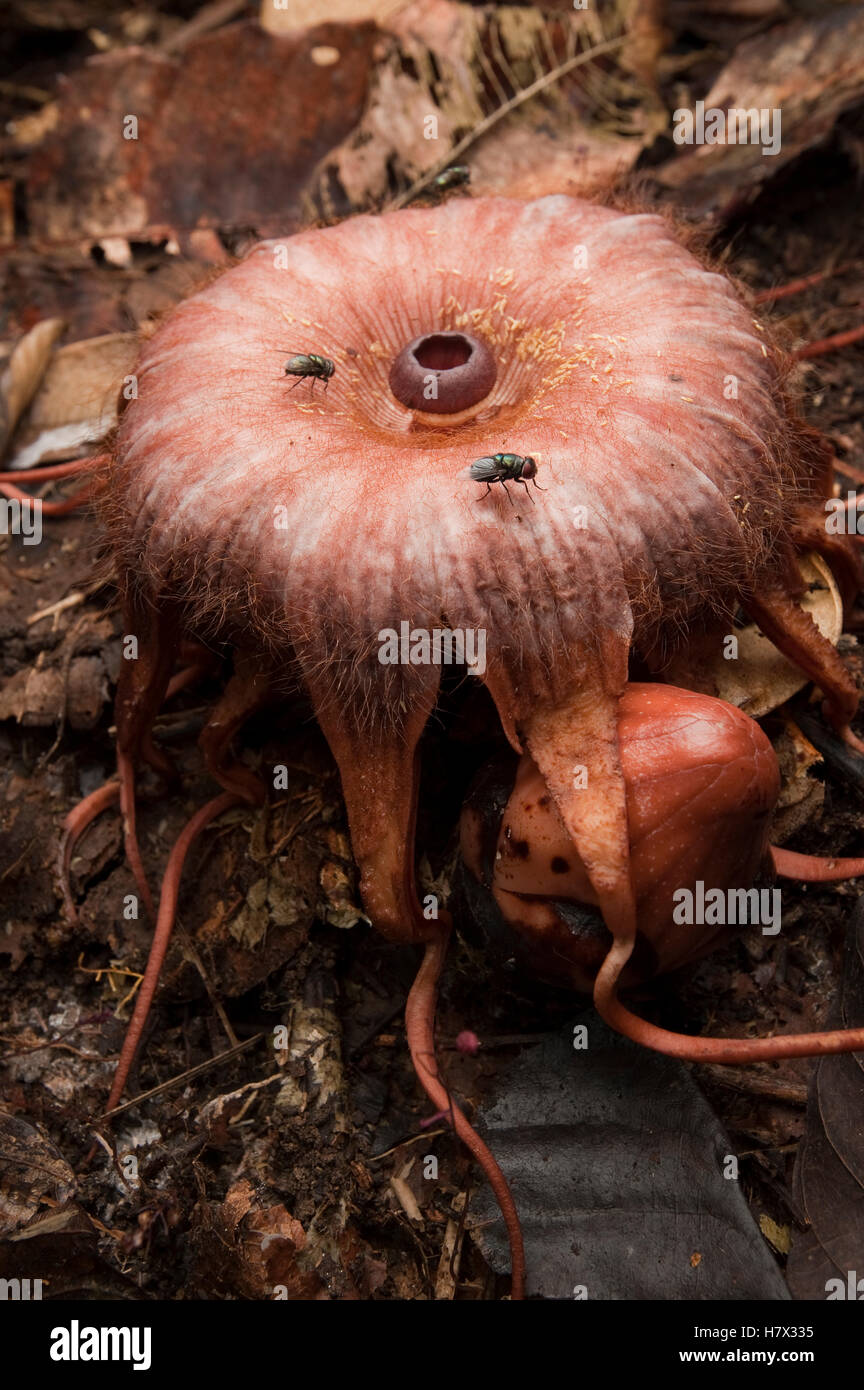 Rhizanthes (Rhizanthes lowii) flower mimics the smell of a rotting ...