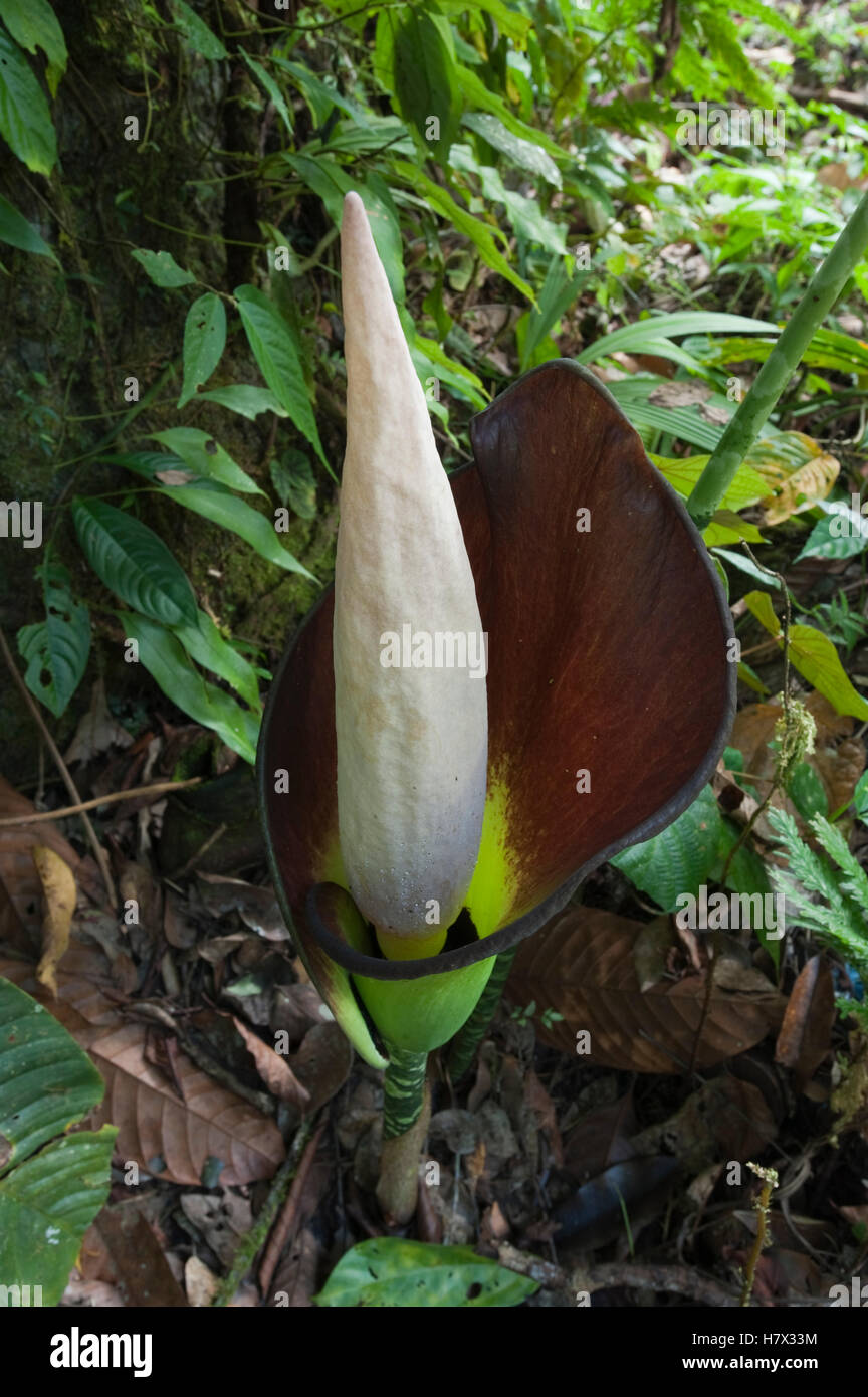 Giant Voodoo Lily (Amorphophallus hewittii) flower, Gunung Mulu ...
