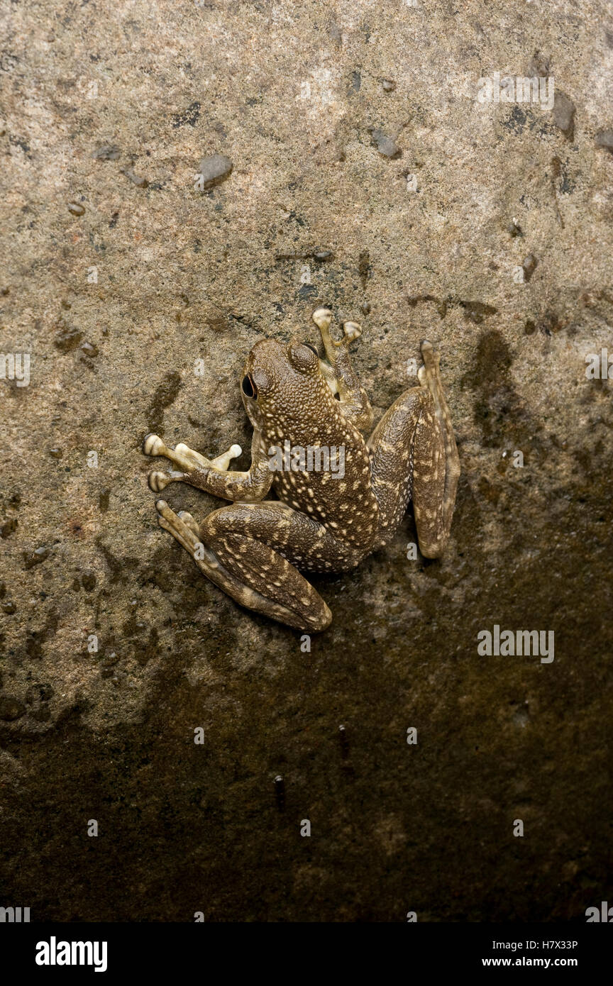 Sabah Splash Frog (Staurois latopalmatus), Gunung Mulu National Park ...