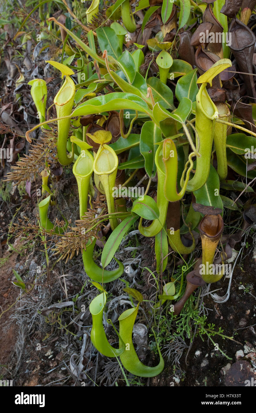 Pitcher Plant (Nepenthes chaniana), Mount Murud, Sarawak, Malaysia ...