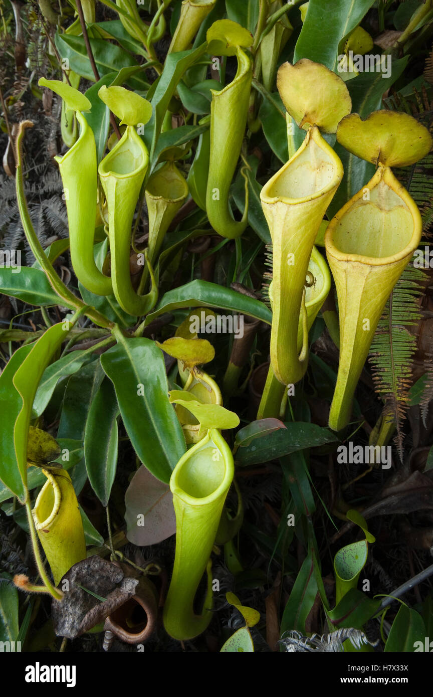 Pitcher Plant (Nepenthes chaniana), Mount Murud, Sarawak, Malaysia ...