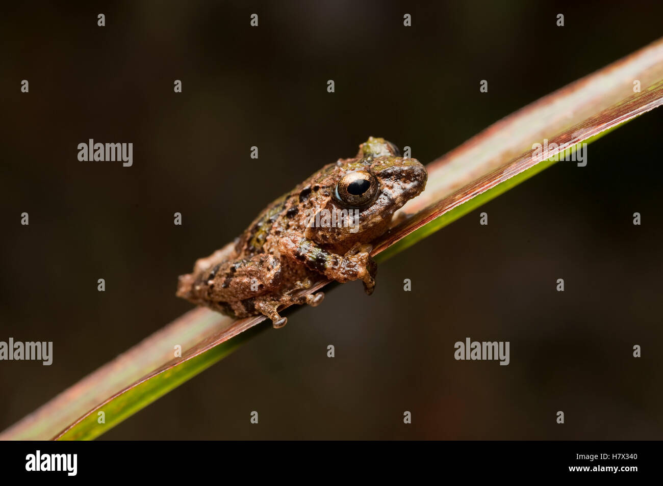Shrub Frog (Philautus sp), Mount Murud, Sarawak, Malaysia Stock Photo ...