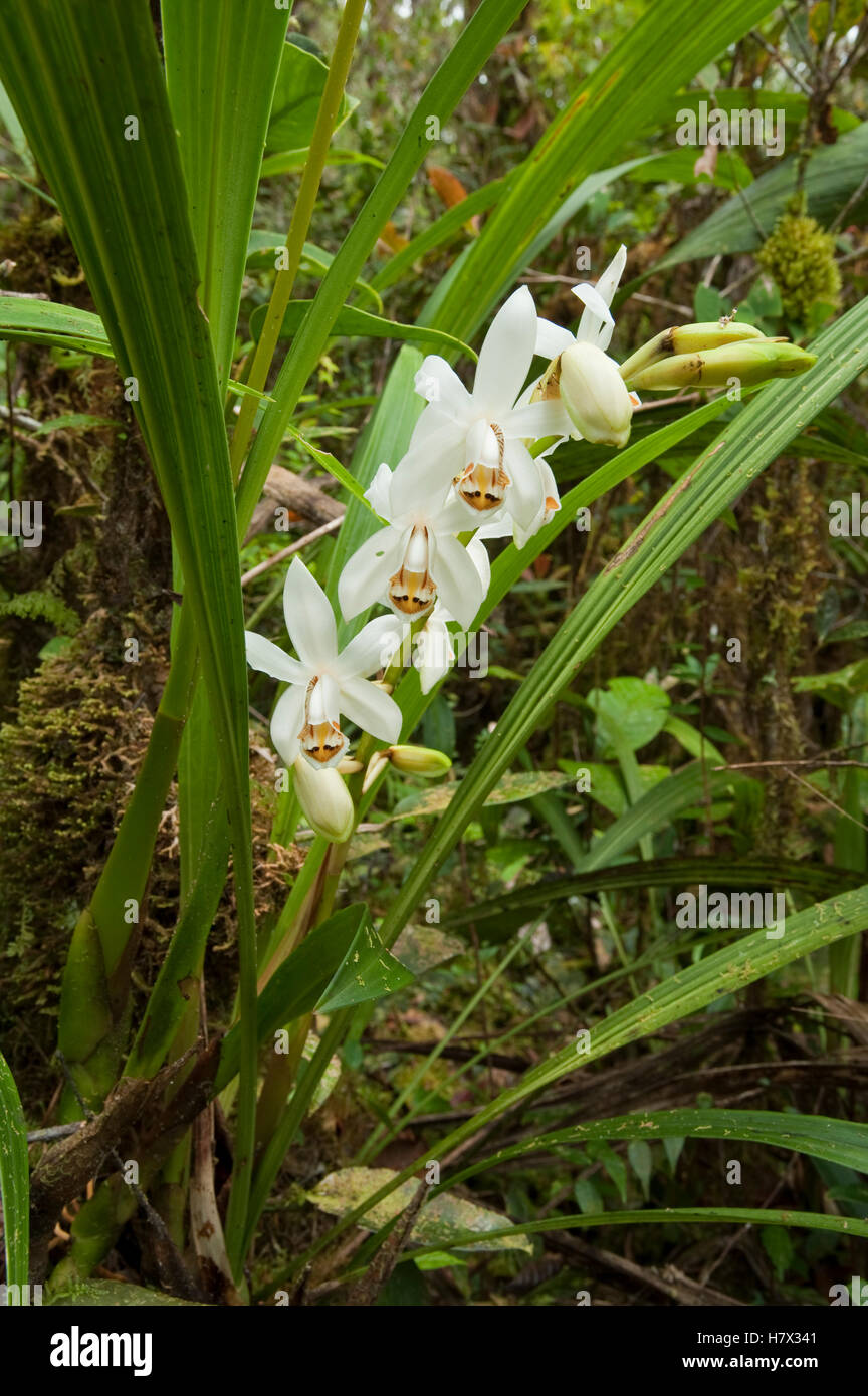 Orchid (Coelogyne hirtella) flowering, Mount Murud, Sarawak, Malaysia ...