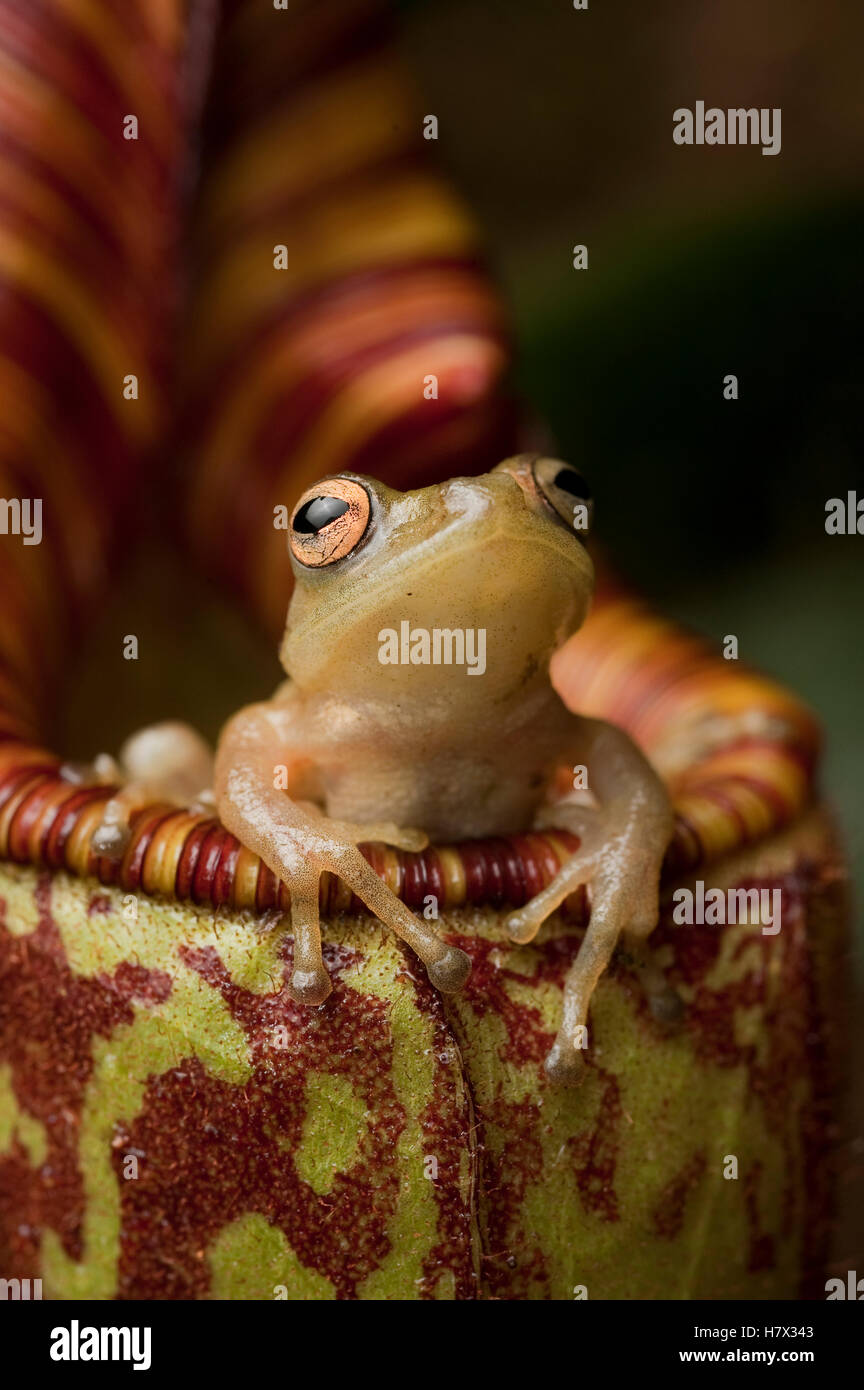 Shrub Frog (Philautus sp) inside Pitcher Plant (Nepenthes hurrelliana ...