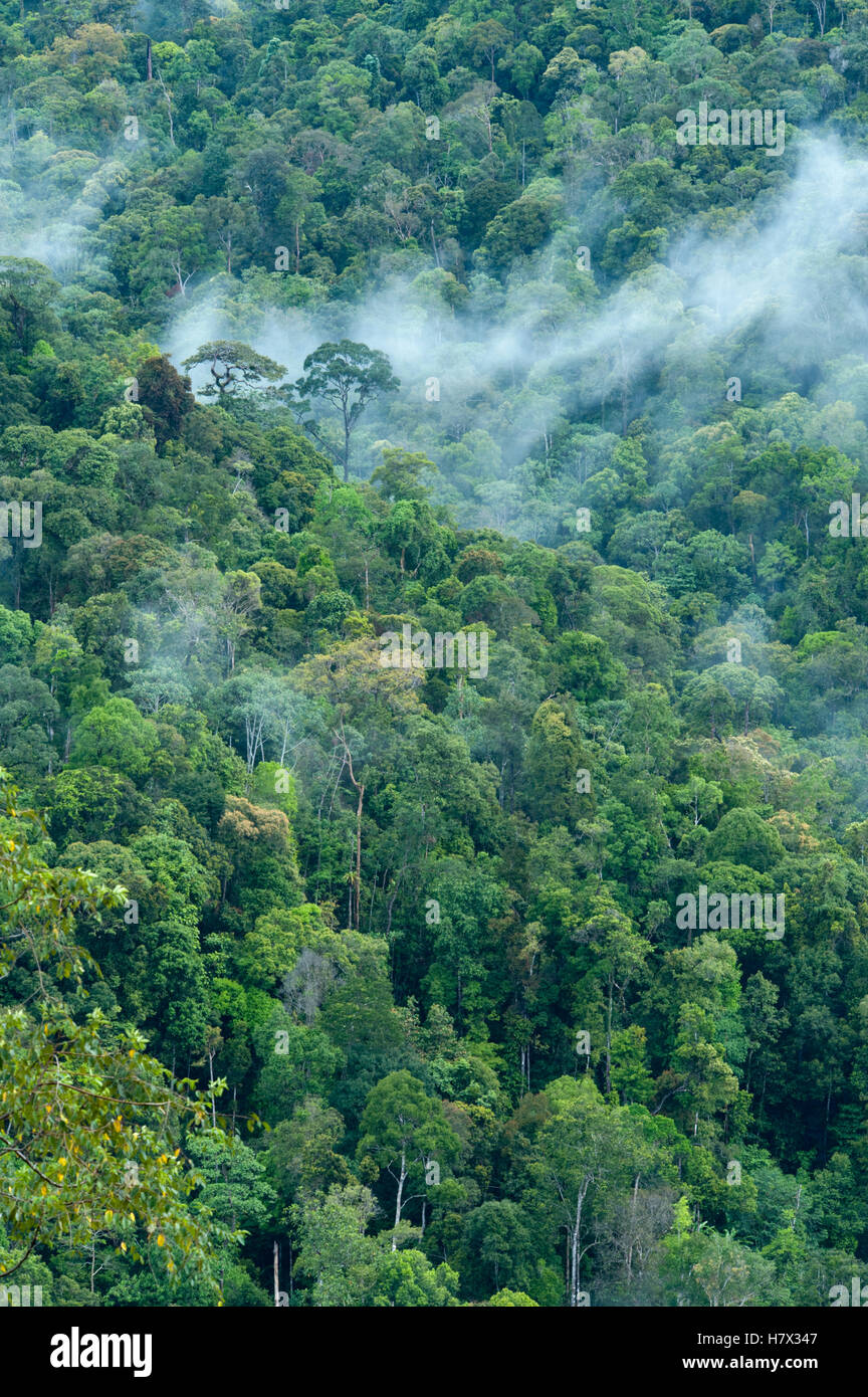 Lowland rainforest on Mount Murud, Sarawak, Malaysia Stock Photo - Alamy