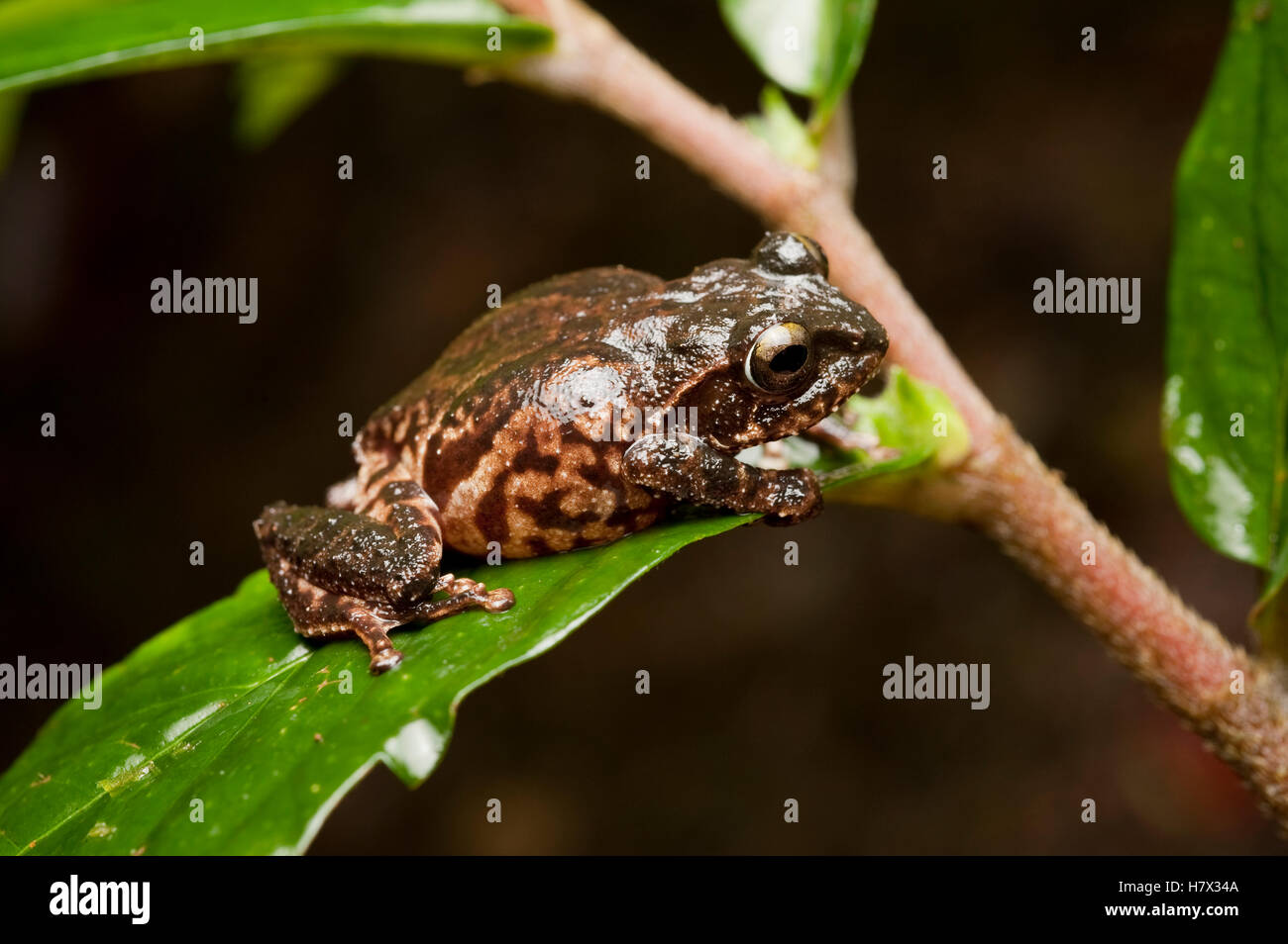 Shrub Frog (Philautus sp), Kinabalu National Park, Borneo, Malaysia ...