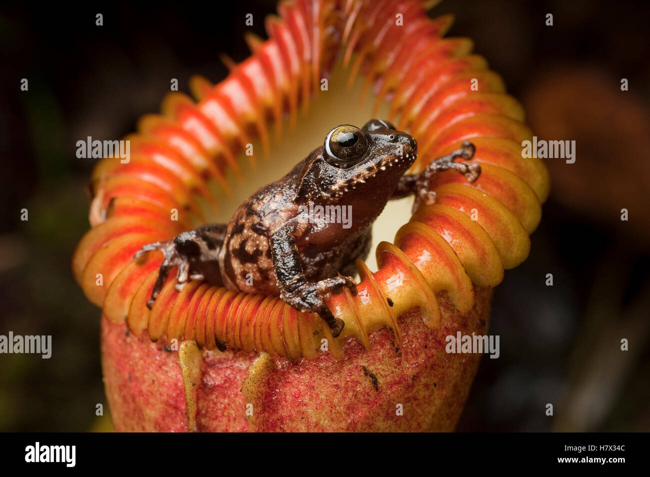 Shrub Frog (Philautus sp) emerging from shelter in Pitcher Plant ...
