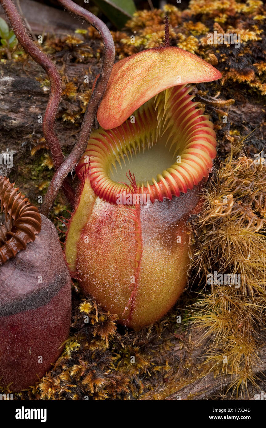 Villose Pitcher Plant (Nepenthes villosa), Kinabalu National Park ...