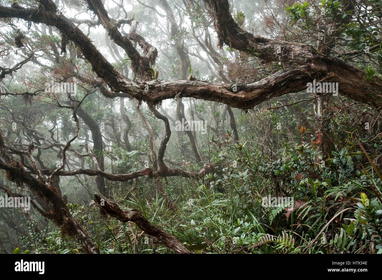Upper montane forest on Mount Kinabalu, Kinabalu National Park, Borneo ...