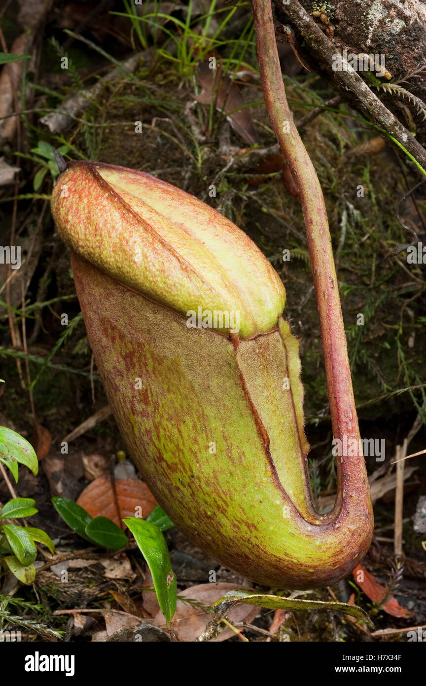 Giant pitcher plant (Nepenthes rajah) unopened pitcher, Kinabalu ...