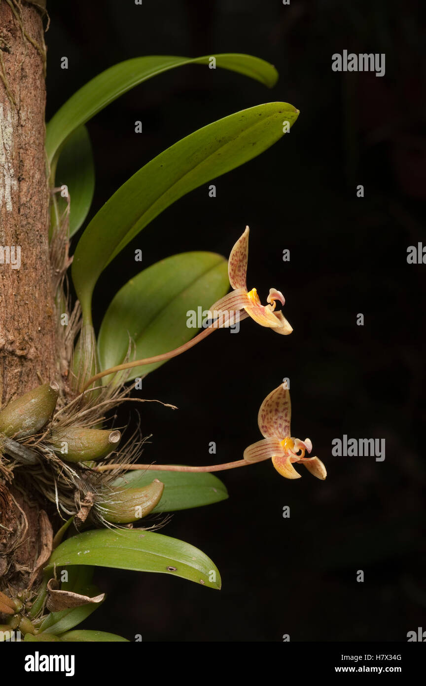 Orchid (Bulbophyllum microglossum) flowers, Kinabalu National Park ...
