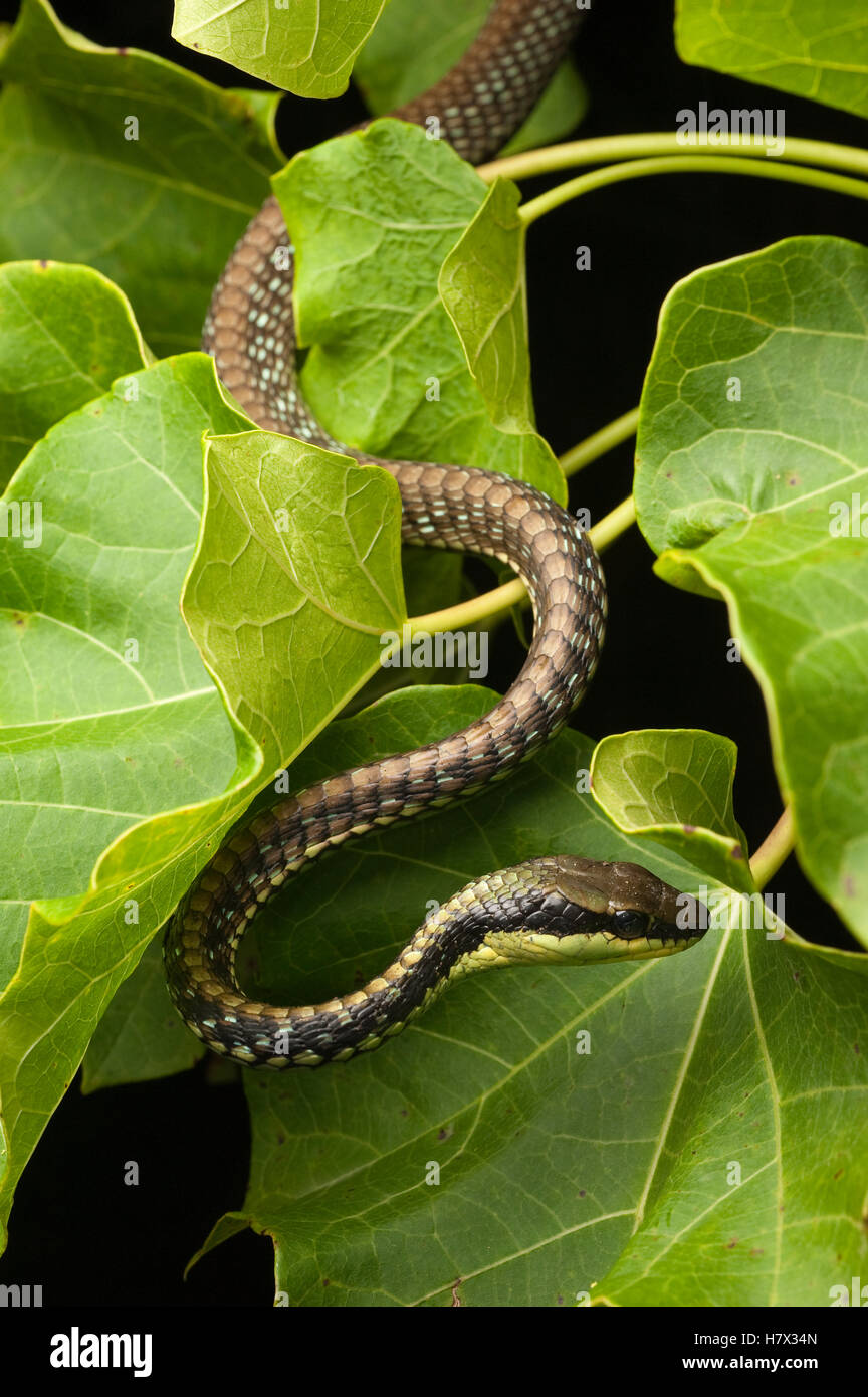 Painted Bronzeback (Dendrelaphis pictus) snake, Indonesia Stock Photo ...
