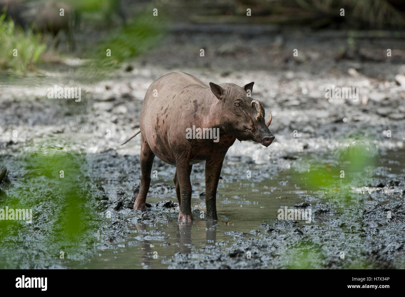 North Sulawesi Babirusa (Babyrousa celebensis) female, Indonesia Stock ...