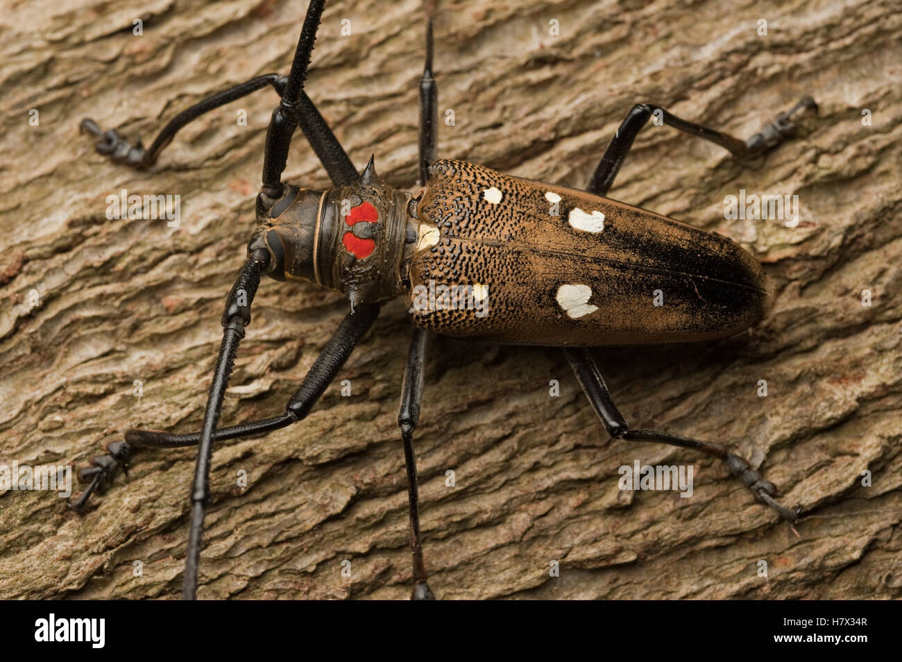 Longhorn beetle (Batocera sp), Indonesia Stock Photo - Alamy
