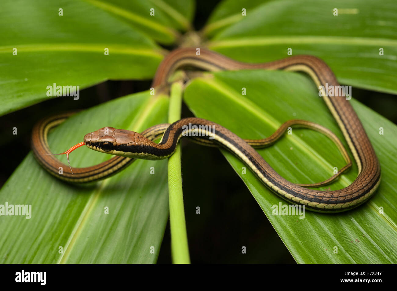 Gray Bronzeback (Dendrelaphis caudolineatus), Indonesia Stock Photo - Alamy