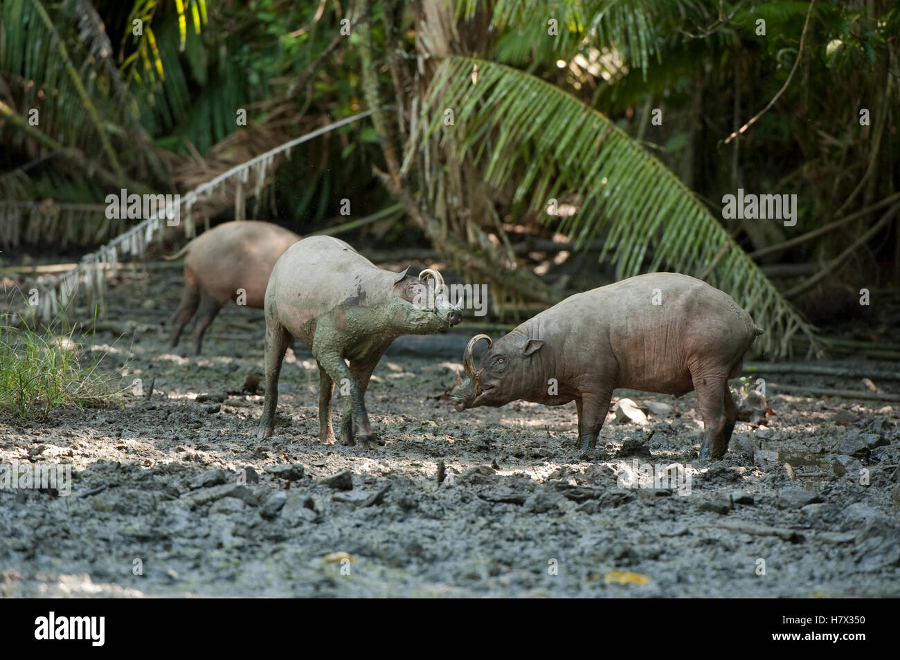 North Sulawesi Babirusa (Babyrousa celebensis) males, Indonesia Stock ...