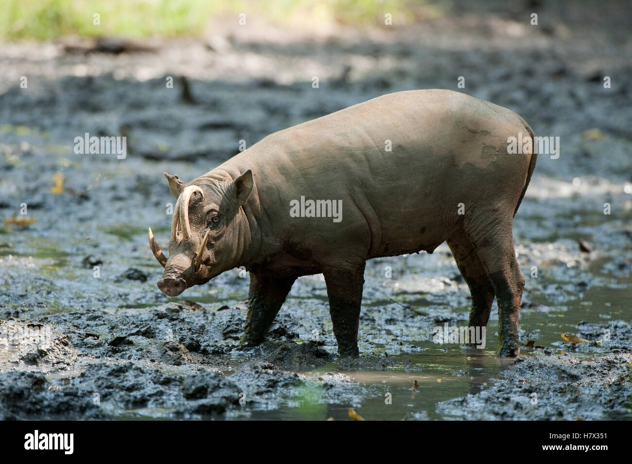 North Sulawesi Babirusa (Babyrousa celebensis) male, Indonesia Stock ...