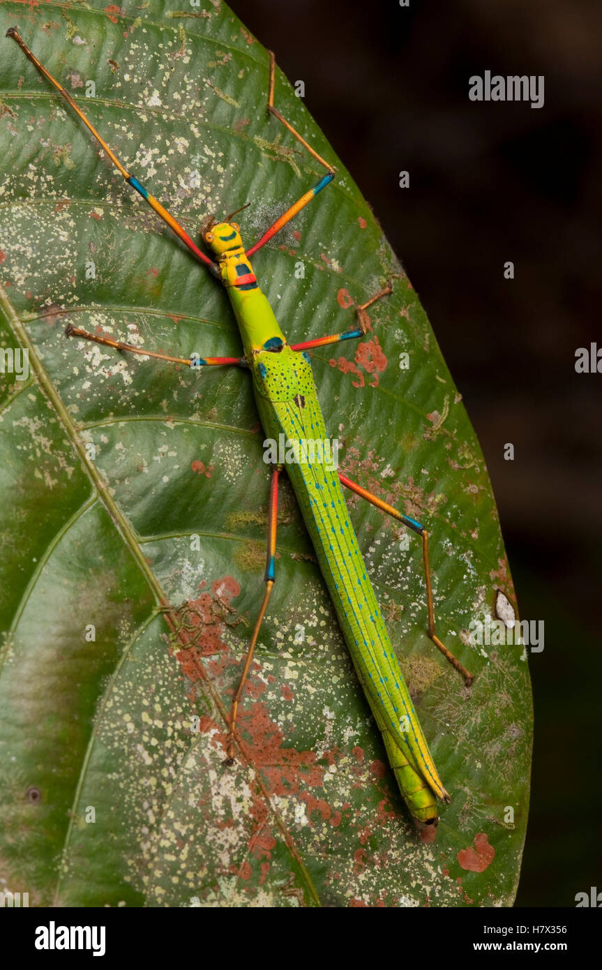Stick Insect (Calvisia sp), Sarawak, Malaysia Stock Photo - Alamy