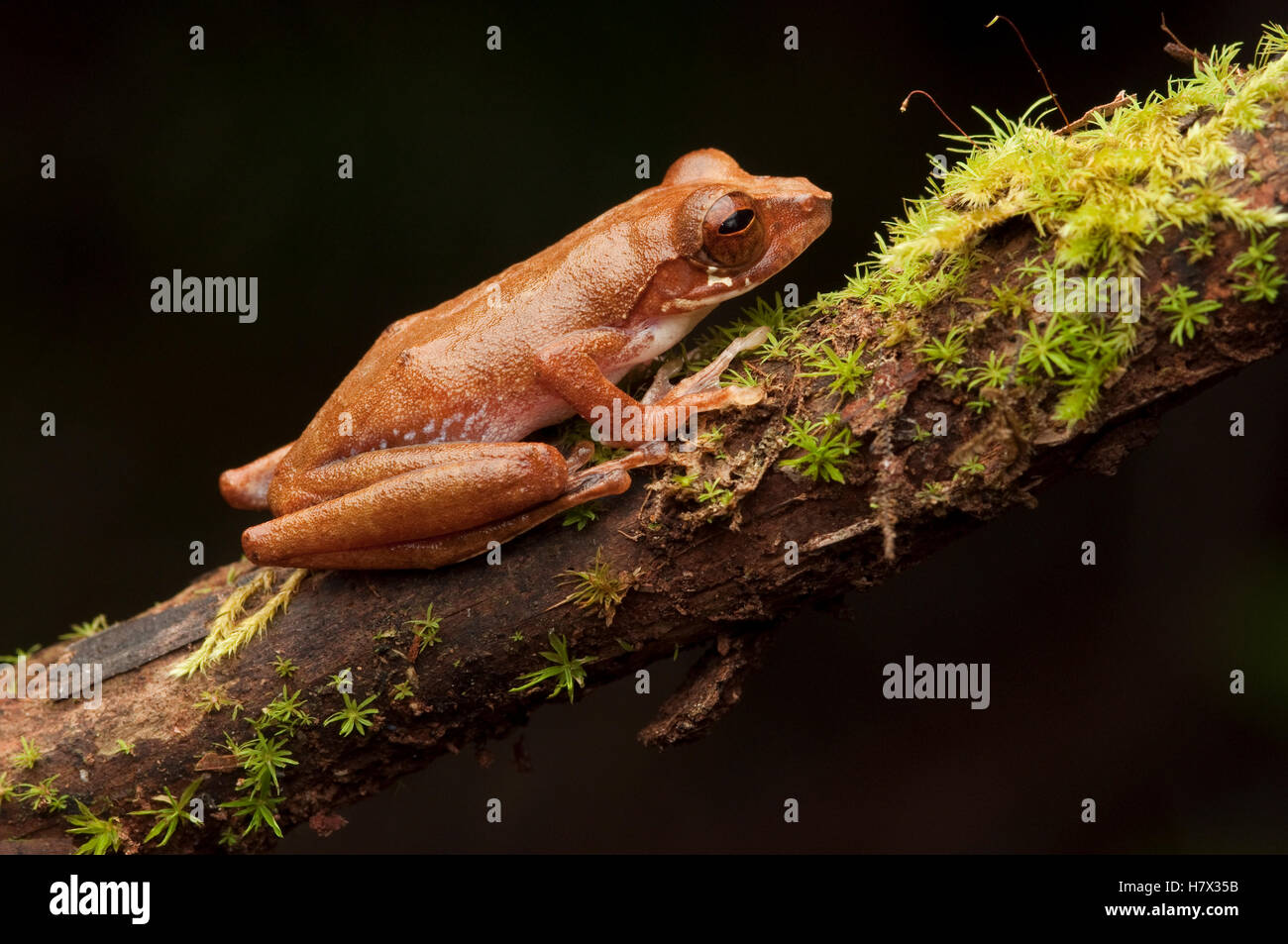 Blue-spotted Tree Frog (Rhacophorus cyanopunctatus), Sarawak, Malaysia ...