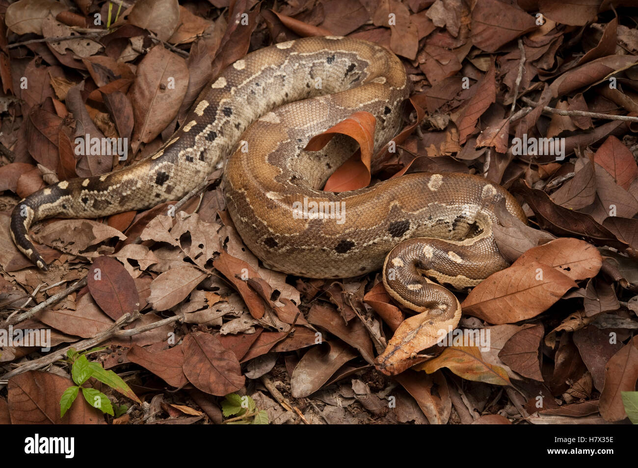 Short tailed python hi-res stock photography and images - Alamy