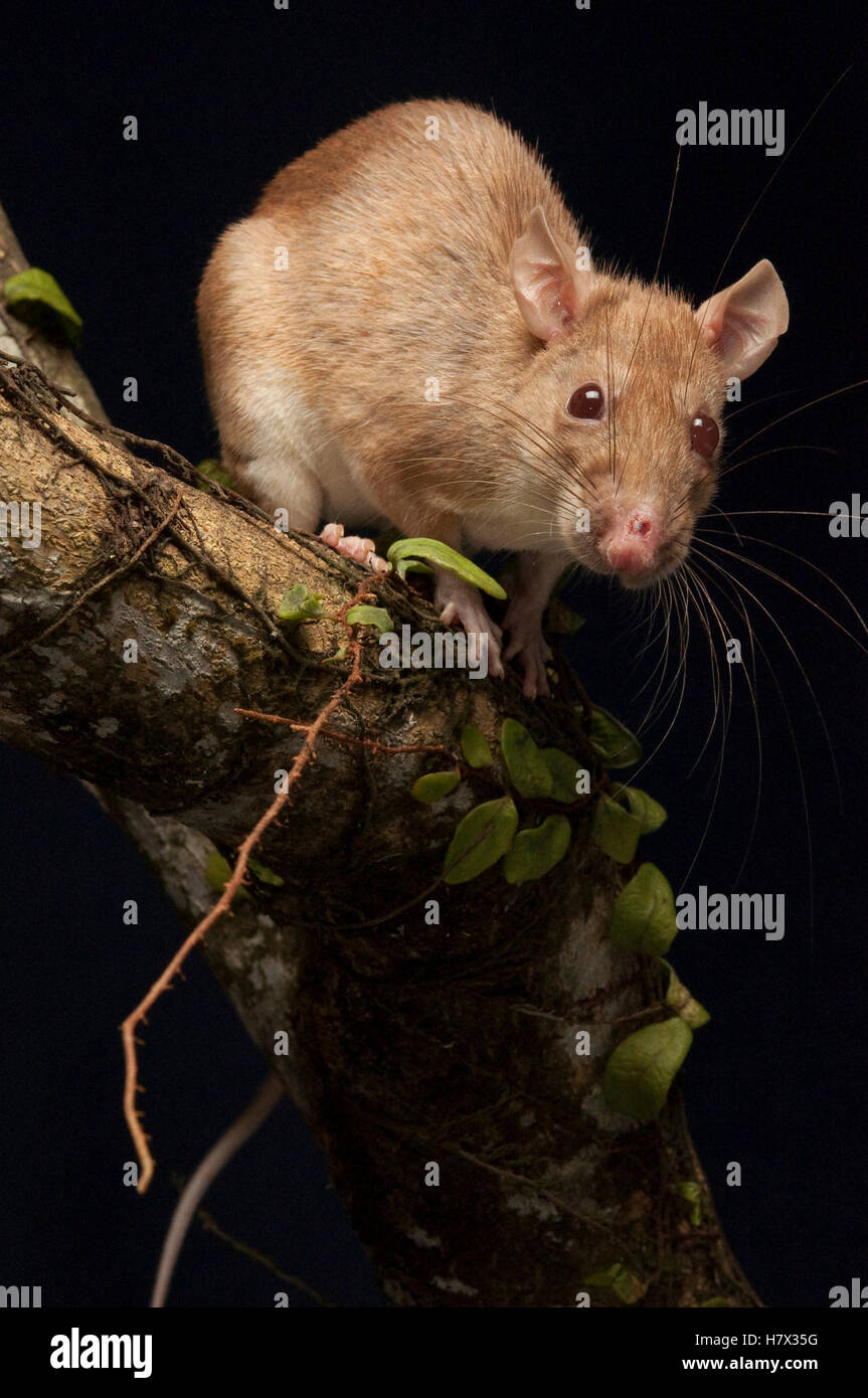 Rajah Spiny Rat (Maxomys rajah) albino individual, Bintulu, Sarawak ...