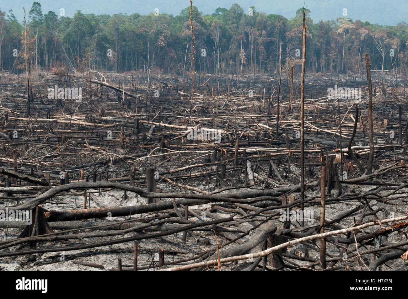 Slash-and-burn is a common forest clearing practice, Borneo, Malaysia ...