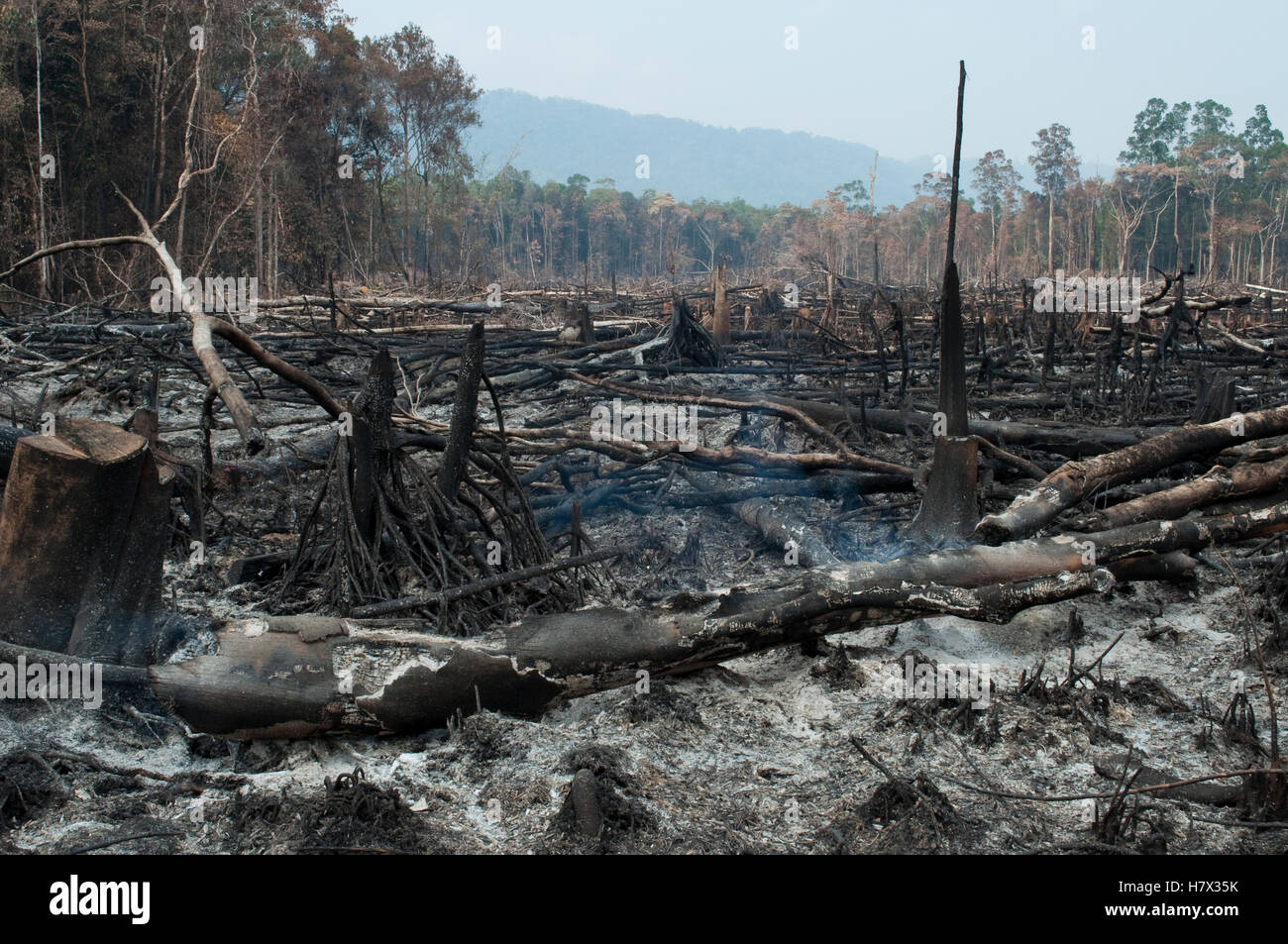 Slash-and-burn is a common forest clearing practice, Borneo, Malaysia ...