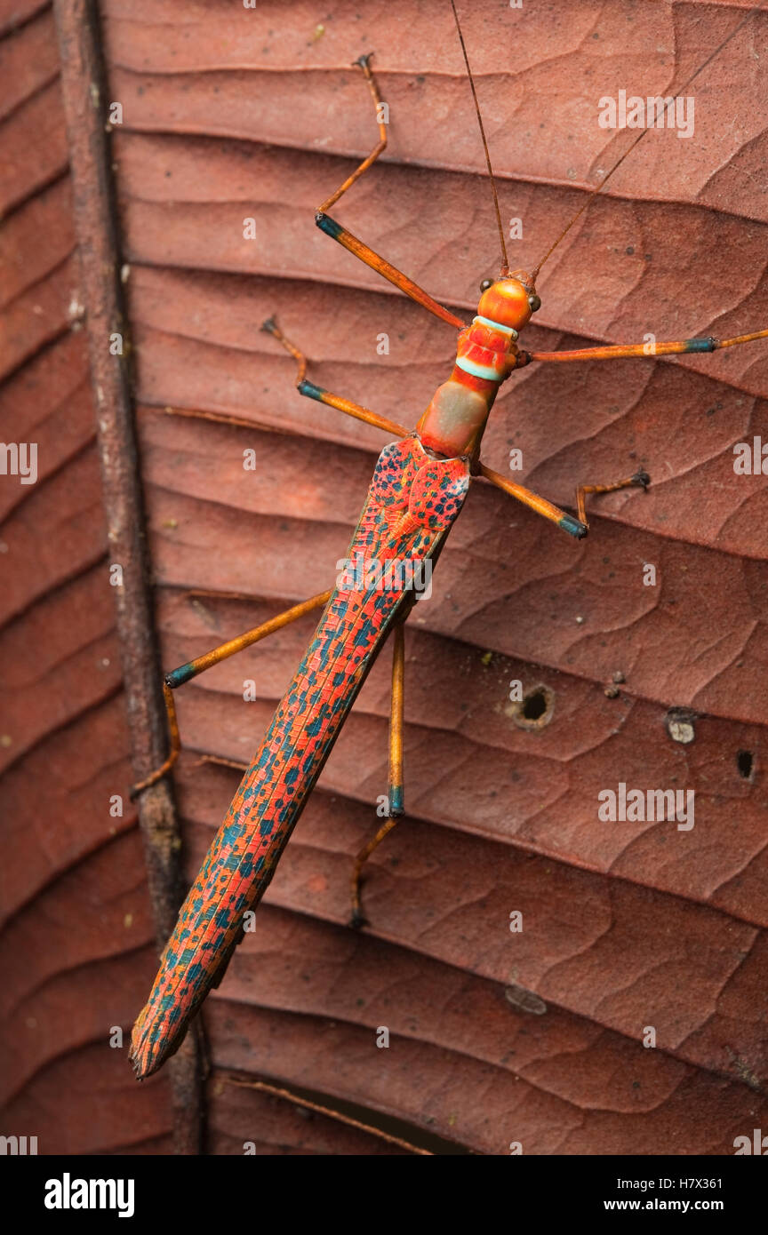 Stick Insect (Calvisia sp), Borneo, Malaysia Stock Photo - Alamy