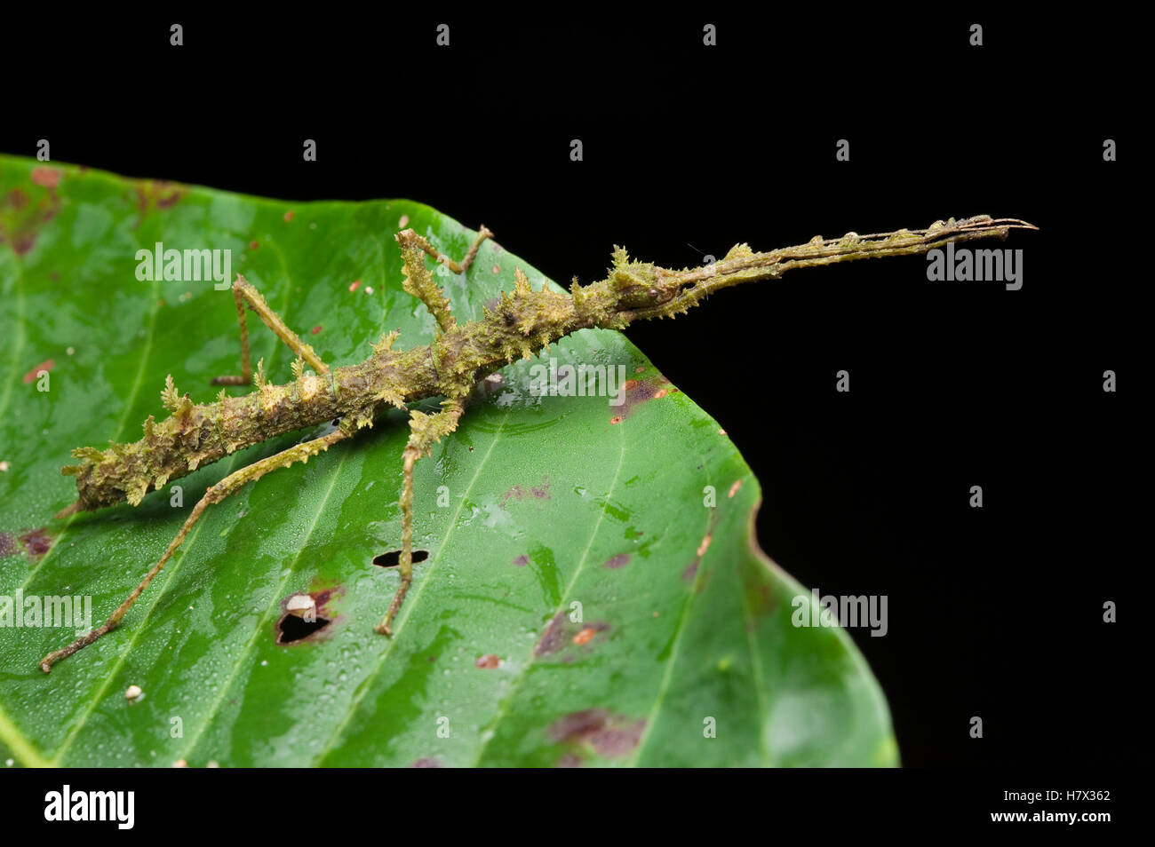 Stick Insect (Phenacephorus sp) mimicking a moss-covered branch, Borneo ...
